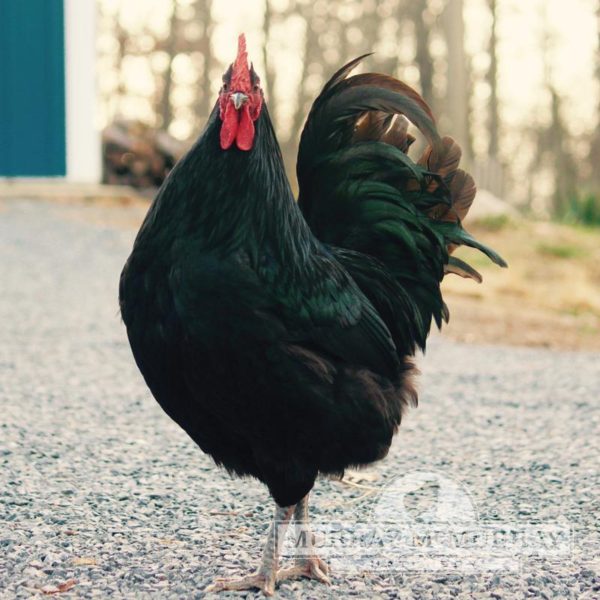 Best Large Chicken Breeds for Beginners