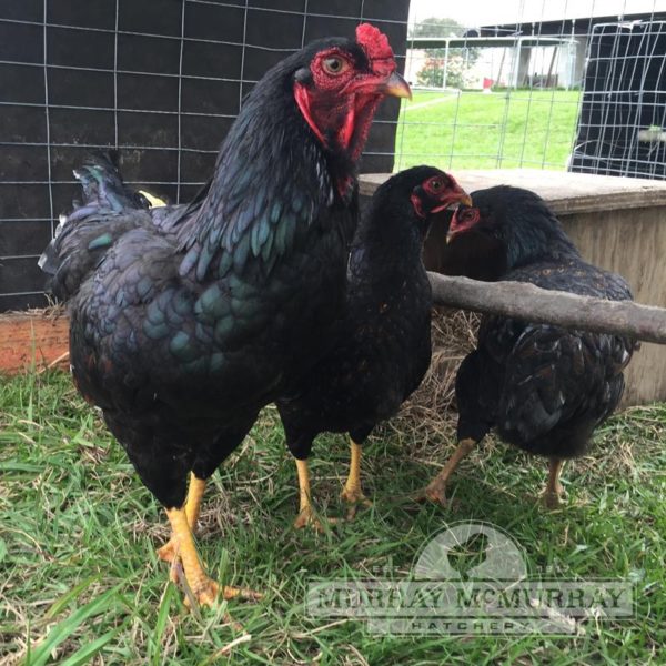Best Large Chicken Breeds for Beginners
