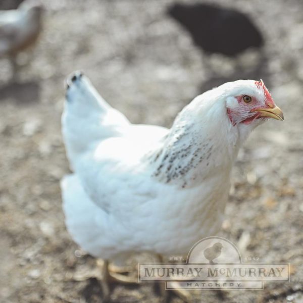 Best Large Chicken Breeds for Beginners