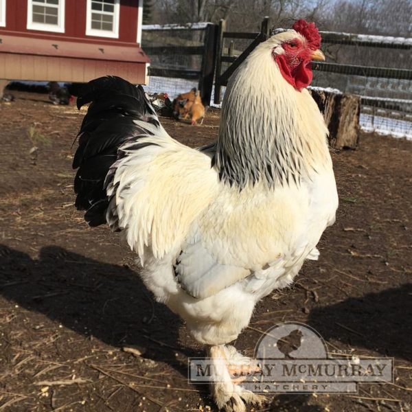 Best Large Chicken Breeds for Beginners