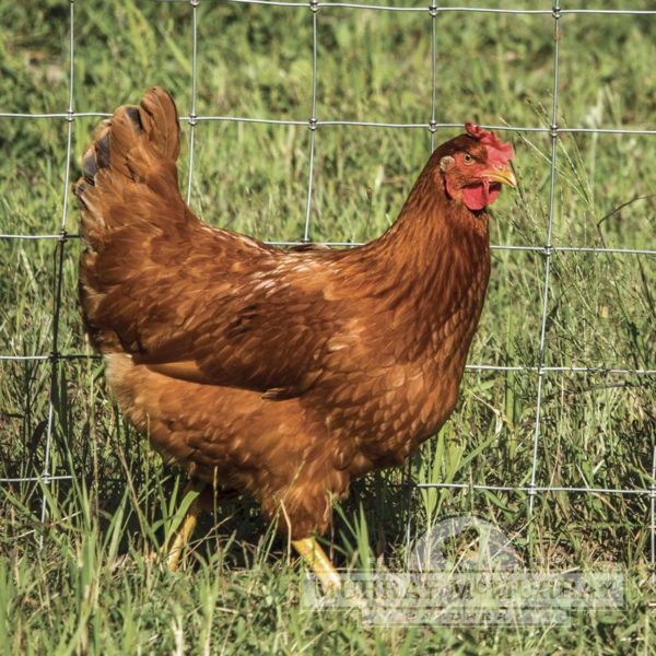 Best Large Chicken Breeds for Beginners