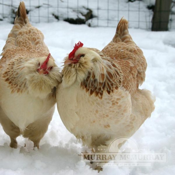 Best Large Chicken Breeds for Beginners