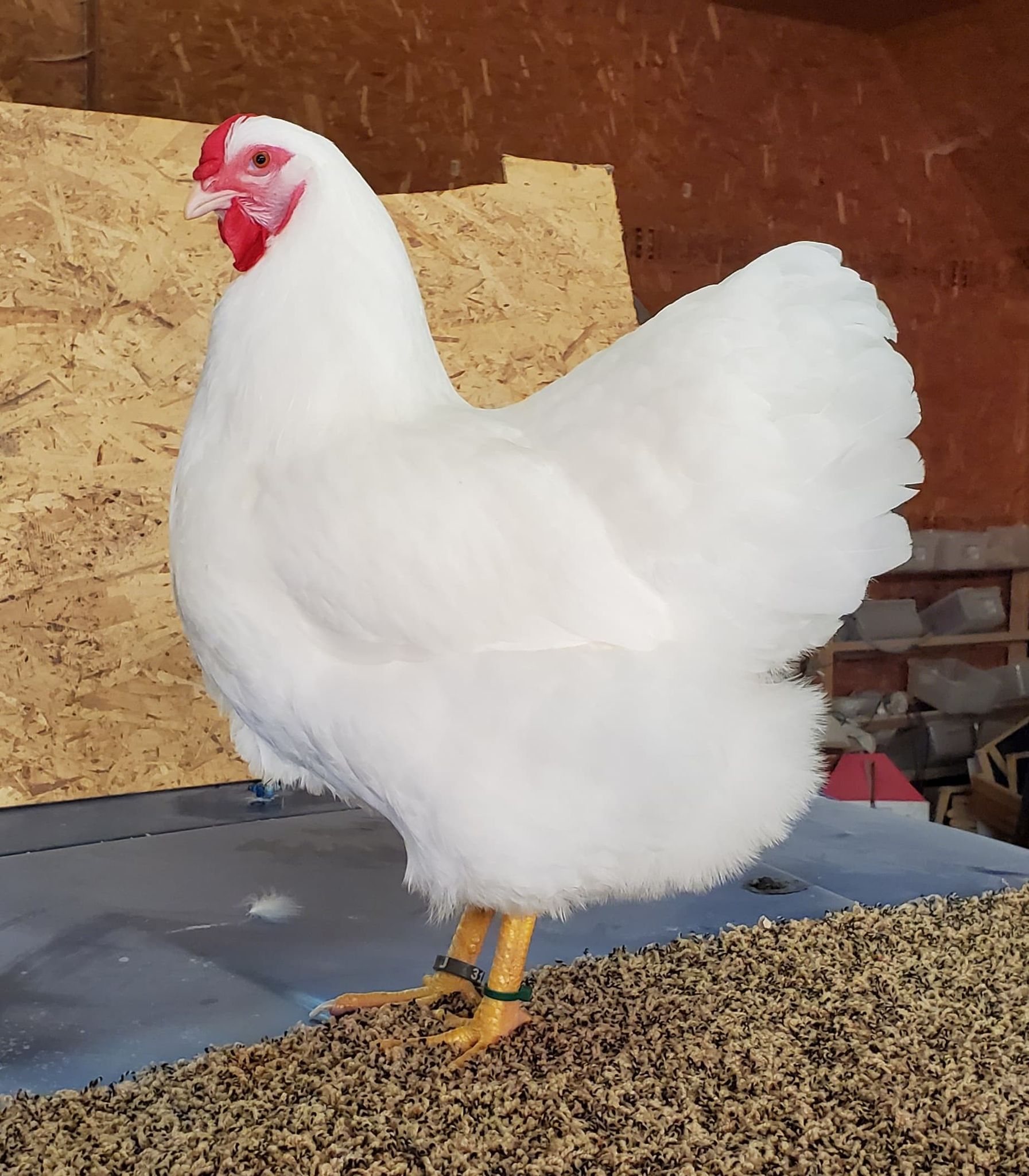 Best Large Chicken Breeds for Beginners