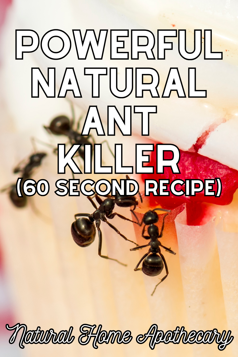 The Best Natural Ant Killer You Can Make in 60 Seconds