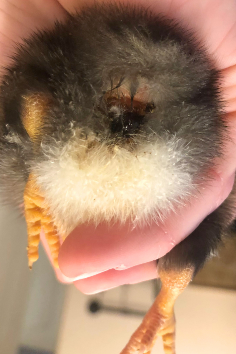 How to Buy, Raise and Care for Baby Chicks