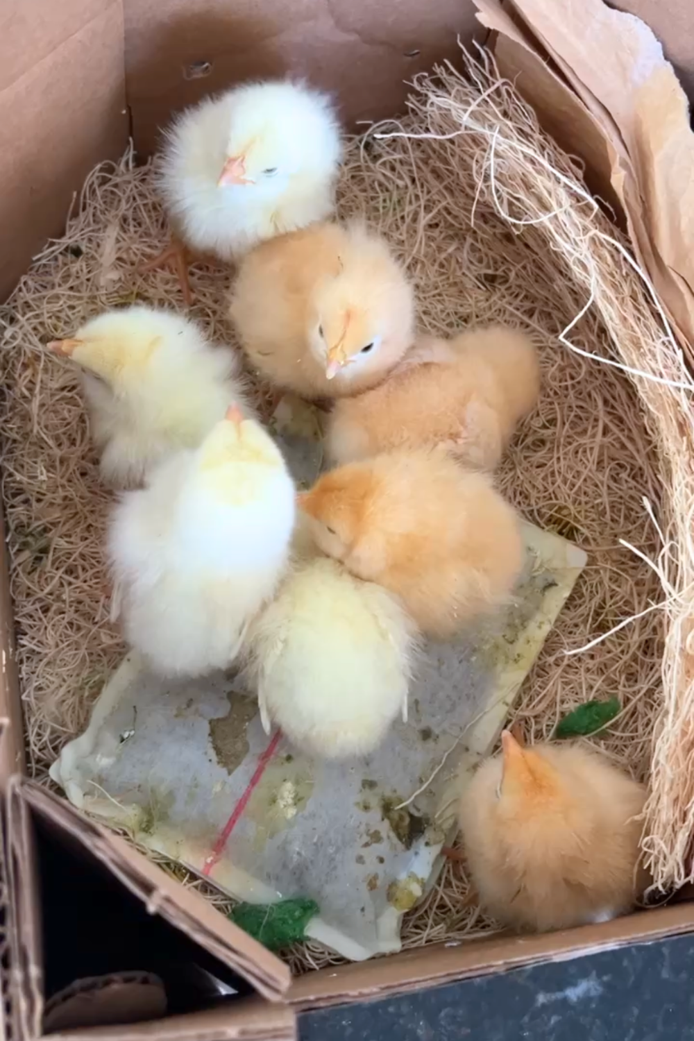 How to Buy, Raise and Care for Baby Chicks