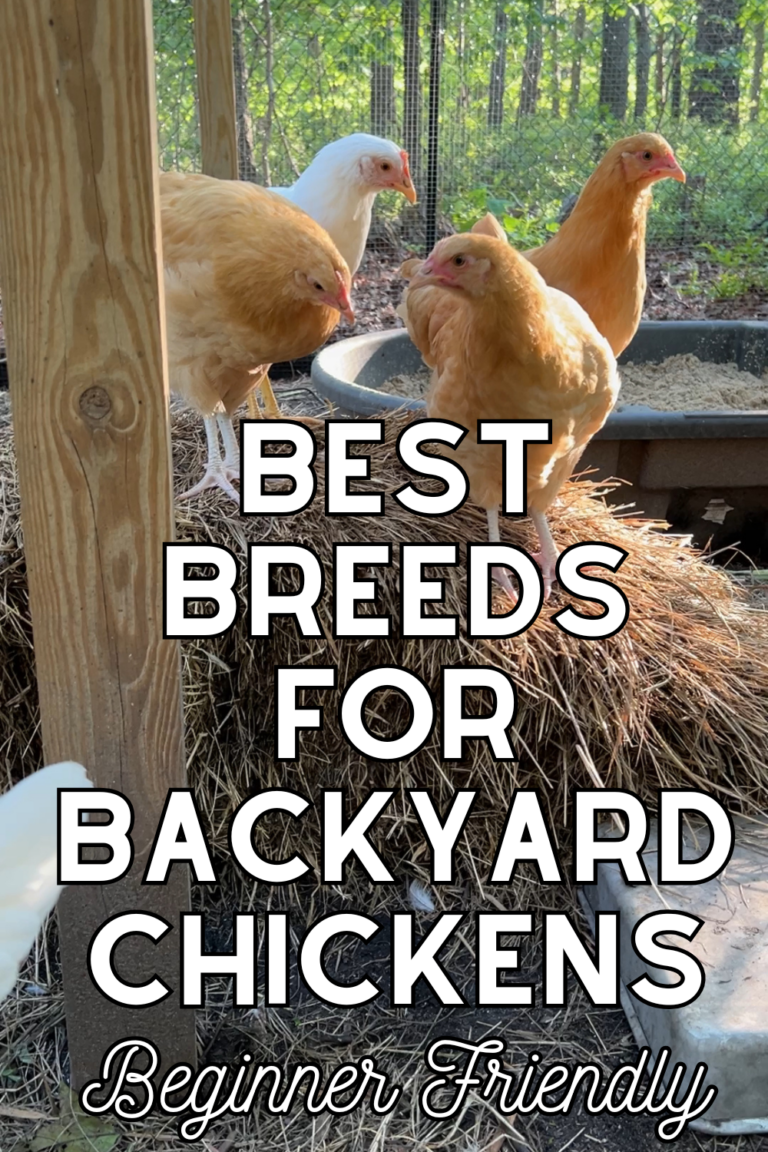 Best Large Chicken Breeds for Beginners