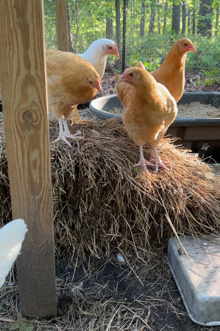 Best Large Chicken Breeds for Beginners
