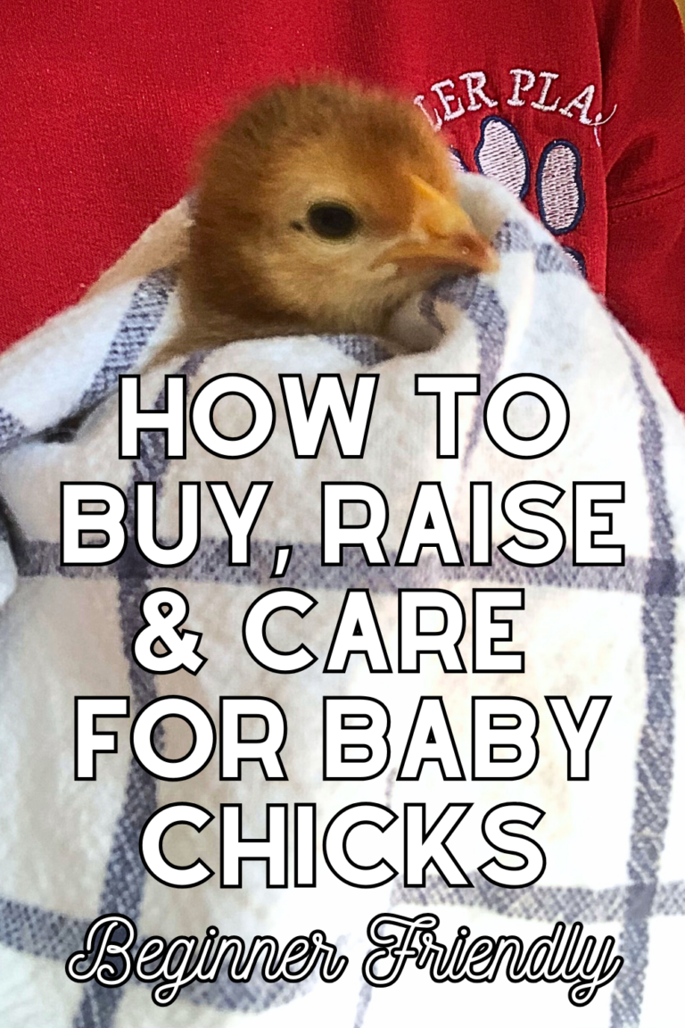 How to Buy, Raise and Care for Baby Chicks