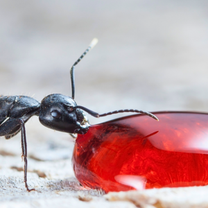 The Best Natural Ant Killer You Can Make in 60 Seconds