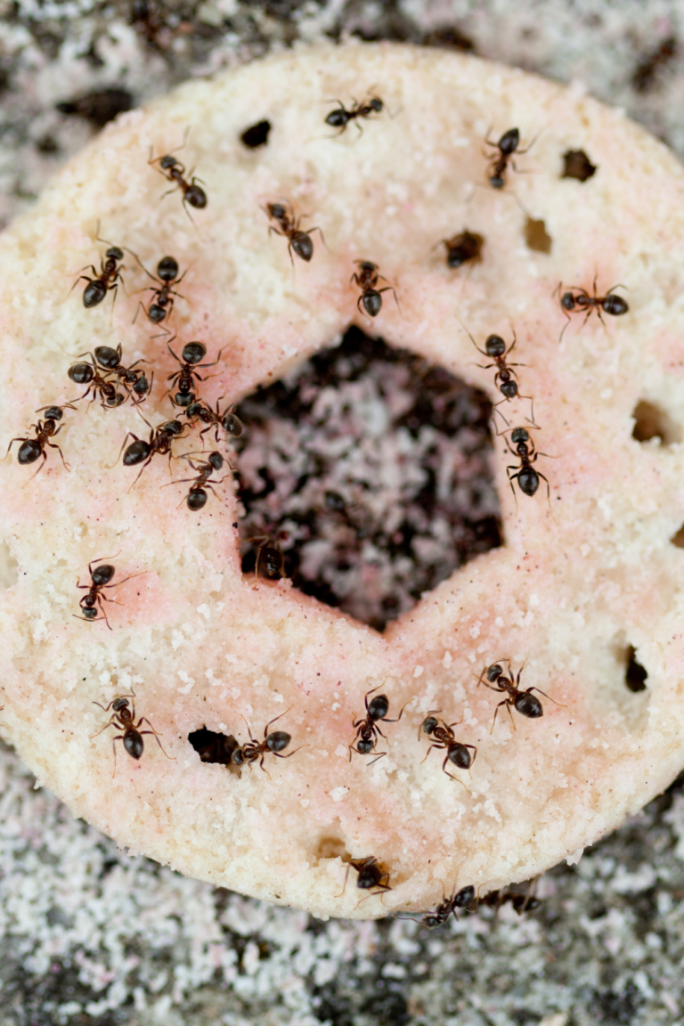 The Best Natural Ant Killer You Can Make in 60 Seconds