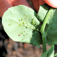 DIY Aphid Spray for Immediate Results (Safe for Veggies & Herbs)