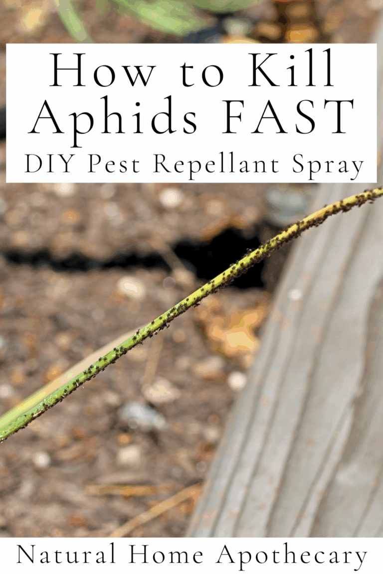 DIY Aphid Spray for Immediate Results (Safe for Veggies & Herbs)