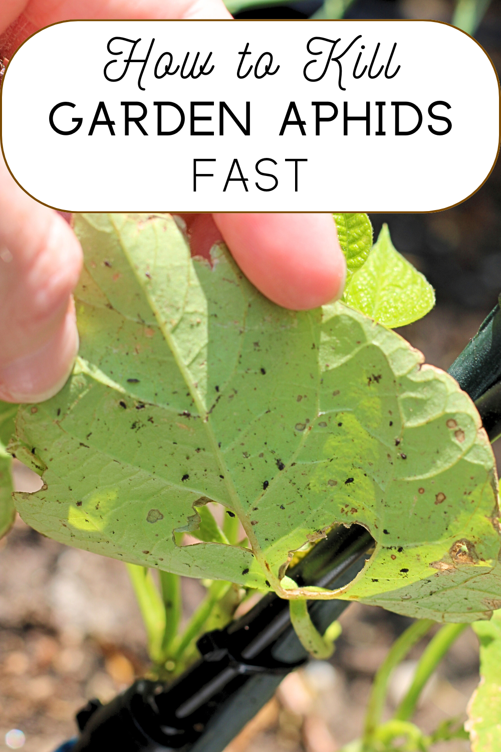 DIY Aphid Spray for Immediate Results (Safe for Veggies & Herbs)